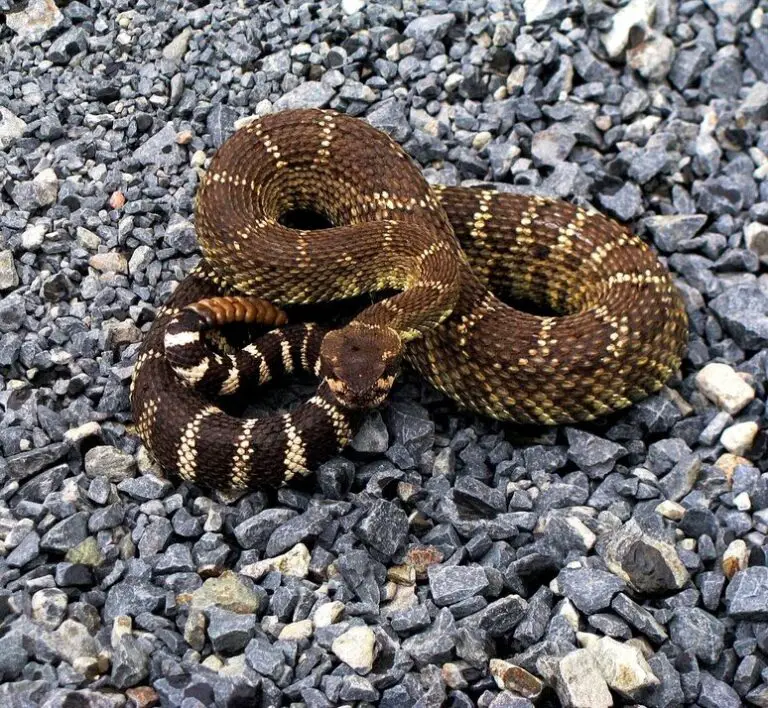 How Effective Is Snake Proof Clothing? – Outdoor Know How